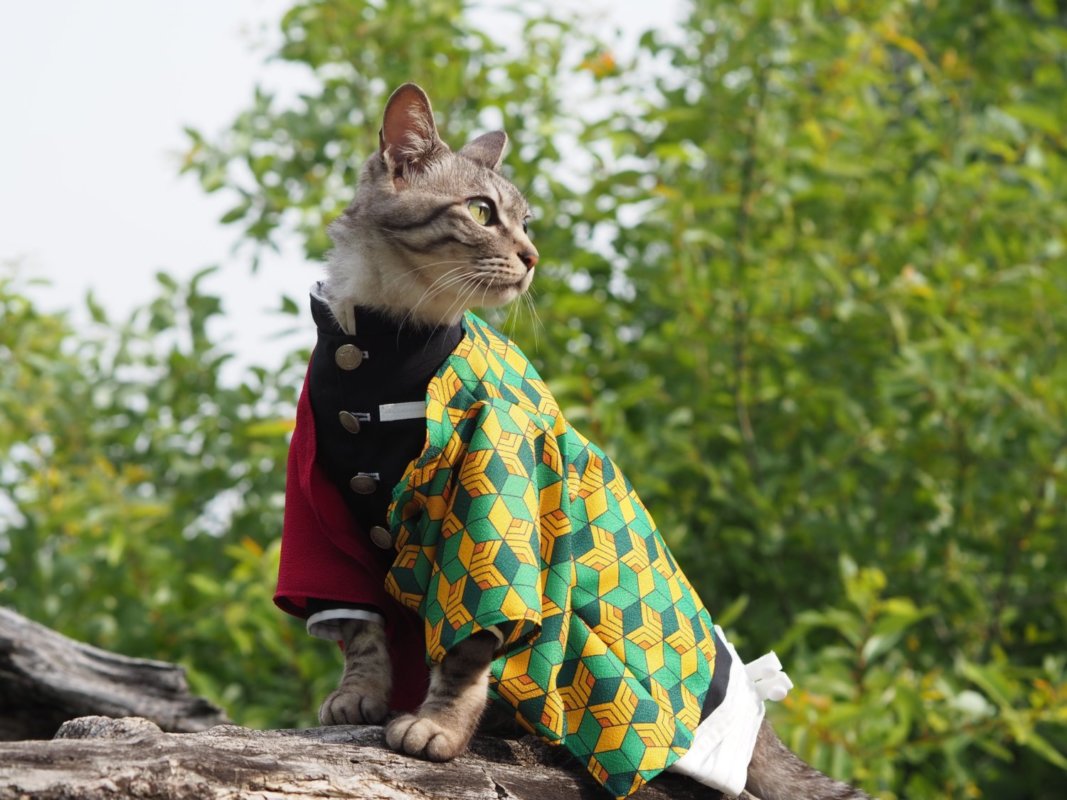 Kimetsu no Yaiba: transforman a sus personajes en gatos y miembros de ...