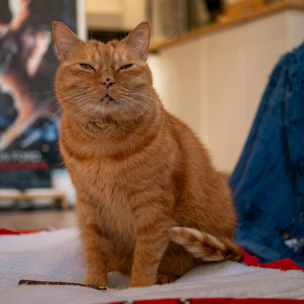 Stray: este es el gato callejero que inspiró a BlueTwelve Studio para ...