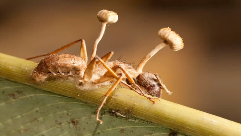 The Last of Us Parte I: ¿Qué es y que hace el cordyceps?