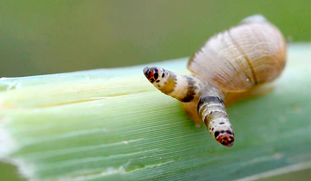 3 parásitos aún más escalofriantes que el Cordyceps de The Last of Us