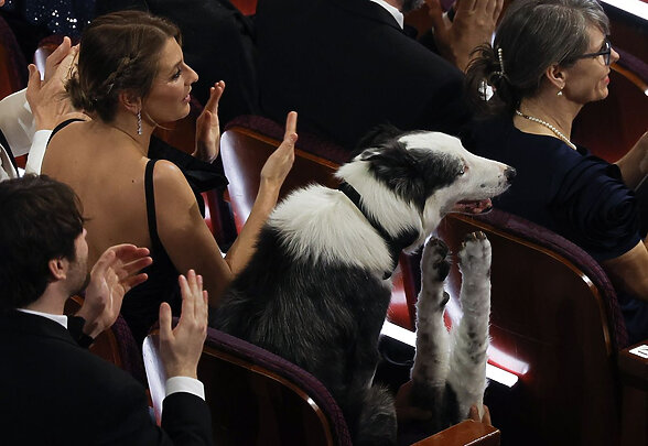 ¿Quién es Messi, el perrito que ha arrasado en los Oscar 2024 (y que ha ...